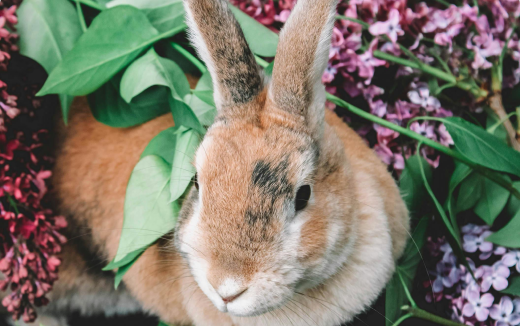 Generate similar images with AI